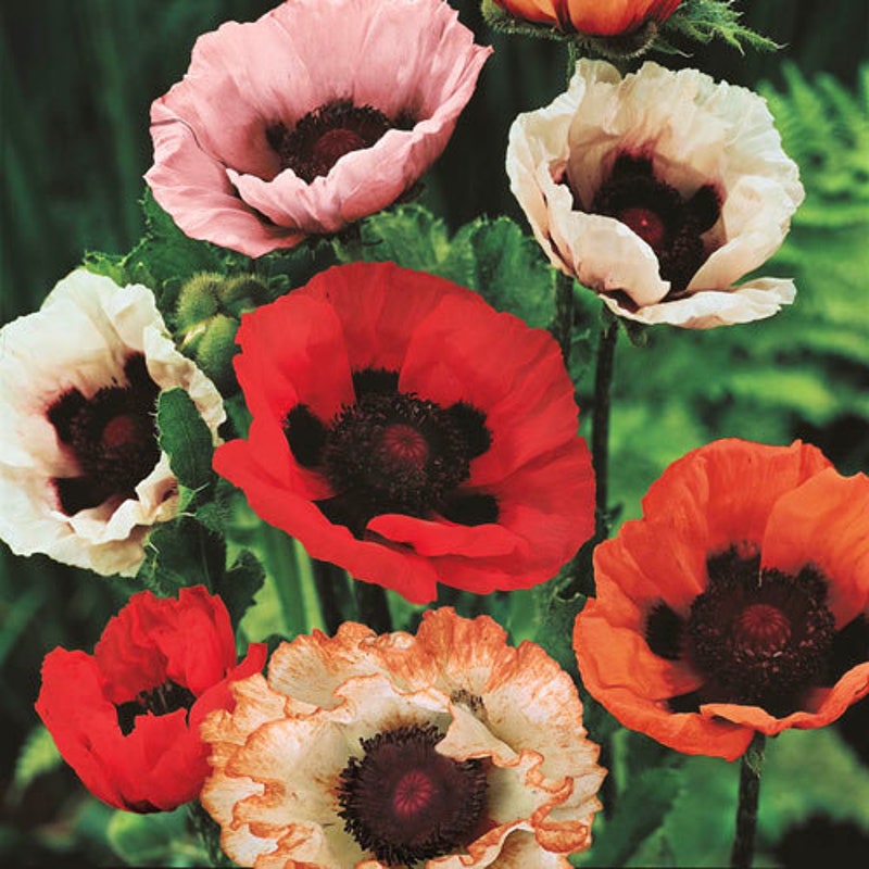 Oriental Poppy - Etsy