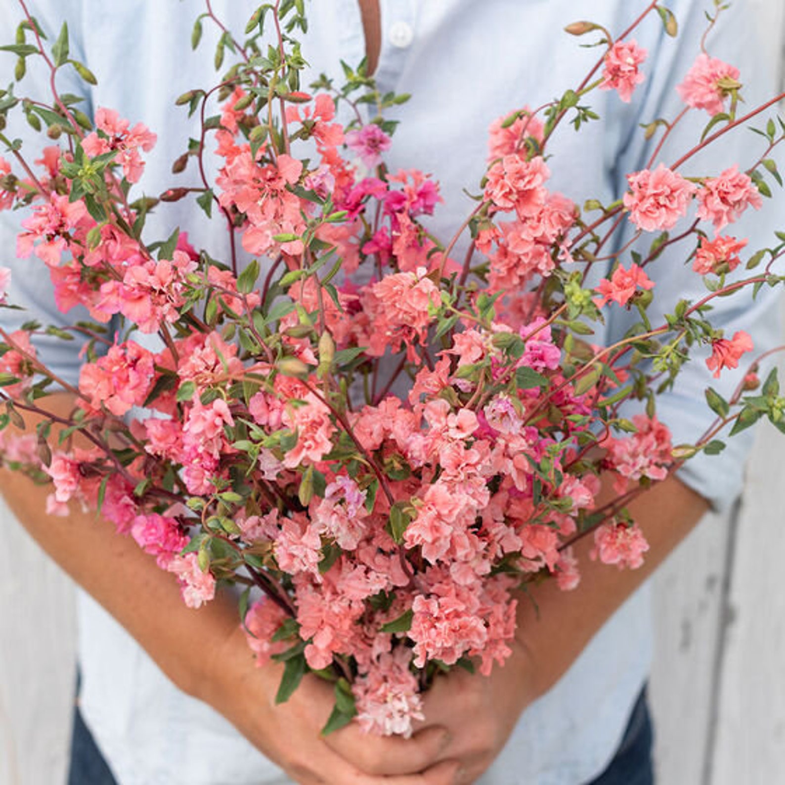 50+ Clarkia Salmon Seeds - Etsy