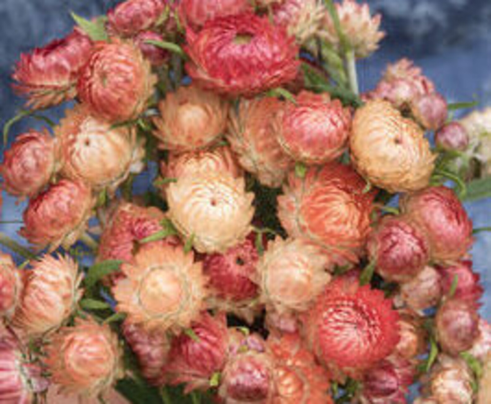 Strawflower Variety: Purple Red, Copper Red, Silvery Rose, Vintage ...