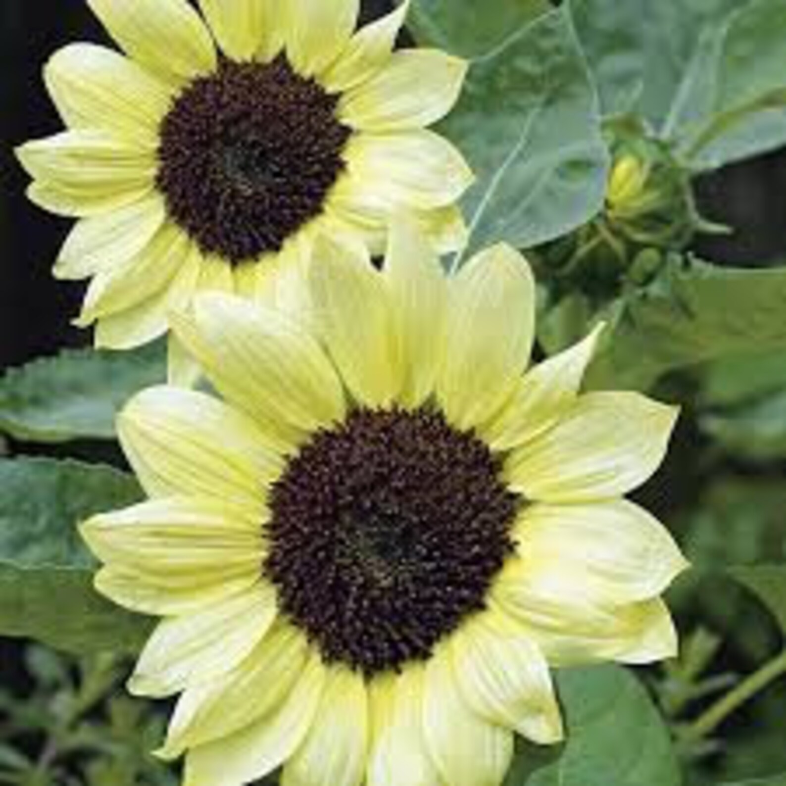 Sunflower Variety: Florenza, Valentine, Sonja (25 Seeds of Each ×3) - Etsy