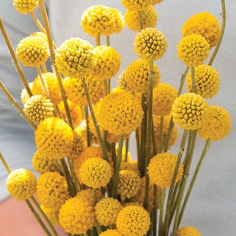 25 Craspedia Drumstick Seeds - Etsy