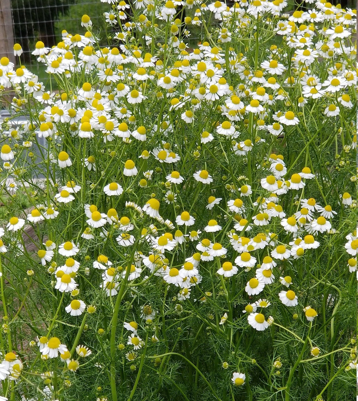 500 Common Chamomile Seeds - Etsy
