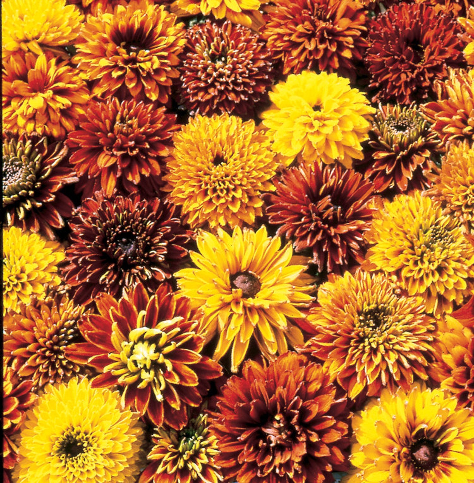 Rudbeckia Variety: Cherokee Sunset, Sahara, Gloriosa Double Daisy (25 ...