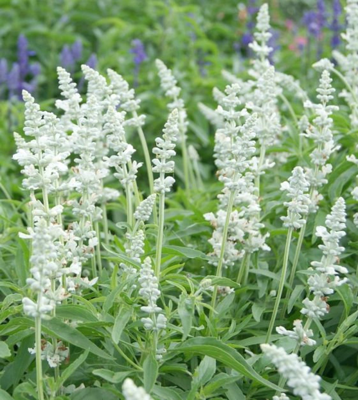 50 Victoria White Salvia Seeds - Etsy