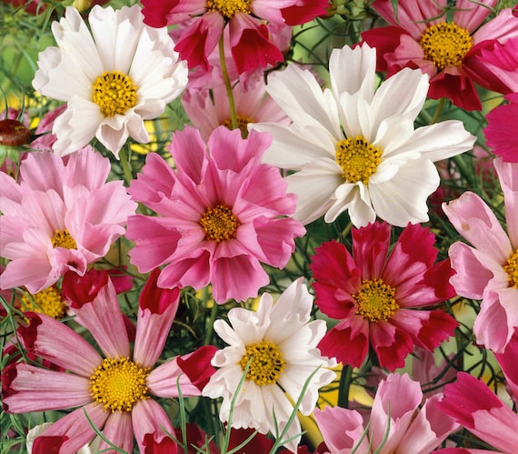 50 Cosmos Seashells Mix Seeds - Etsy