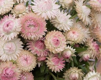 King Size Raspberry Rose Strawflower Seeds, 45 Seeds for Large Pink ...