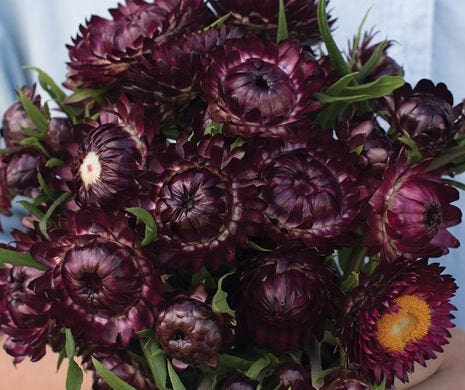 Strawflower Variety: Purple Red, Copper Red, Silvery Rose, Vintage ...