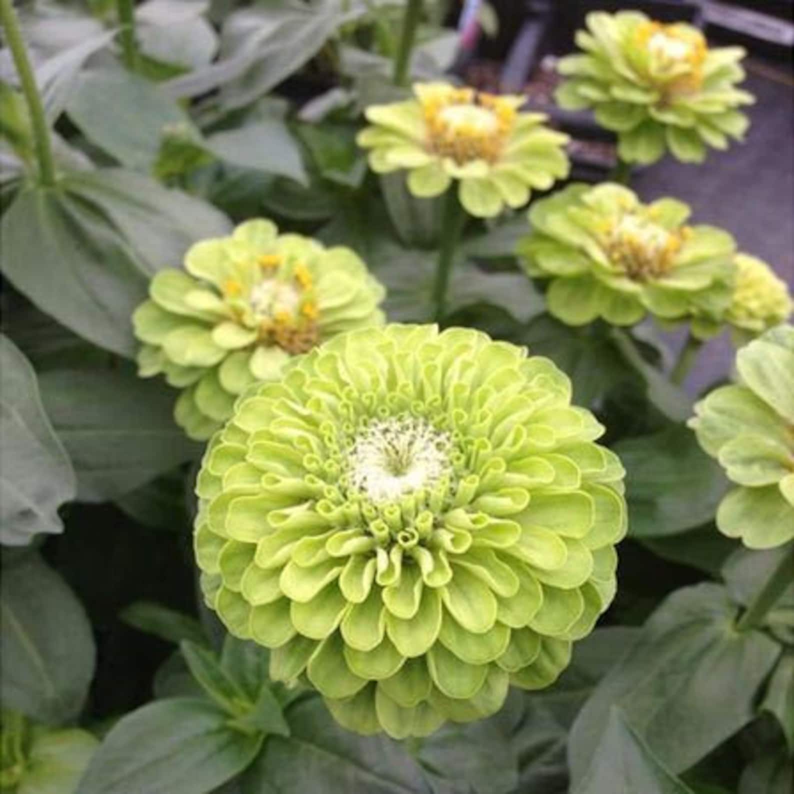 40 Zinnia Envy Seeds - Etsy