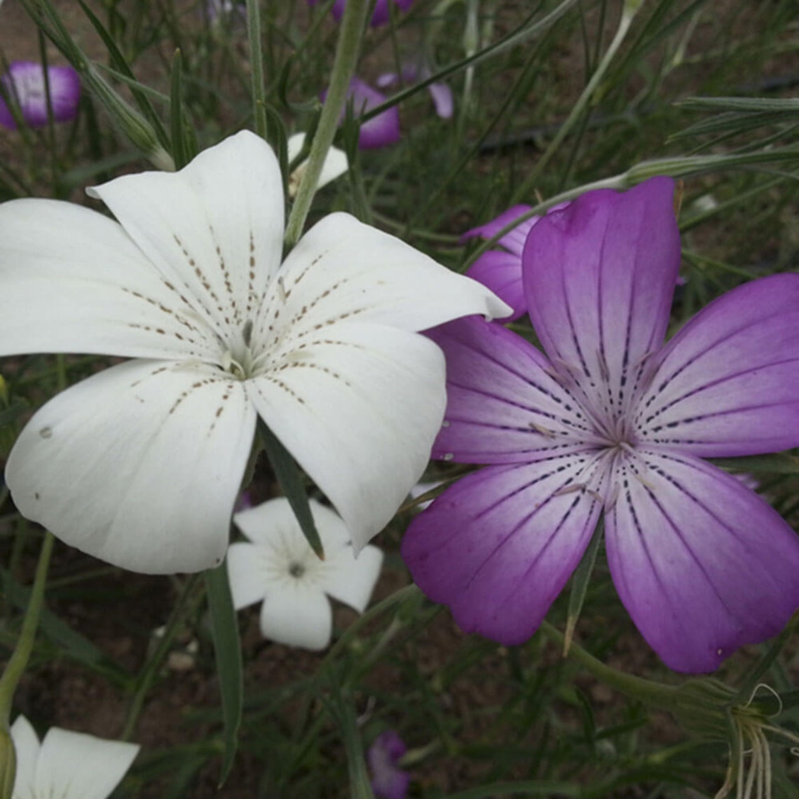 40 Agrostemma Mix Seeds | Etsy