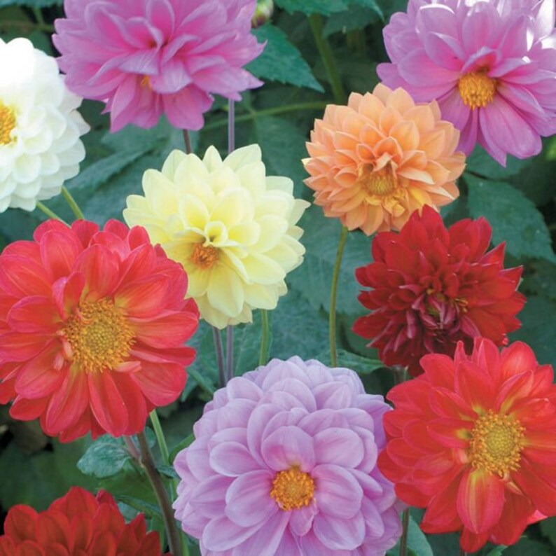 Dahlia Variety: Dandy Improved, Bishop's Child, Showtime/showpiece ...