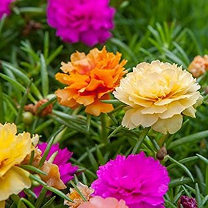 100+ Portulaca Double Mix Seeds - Etsy