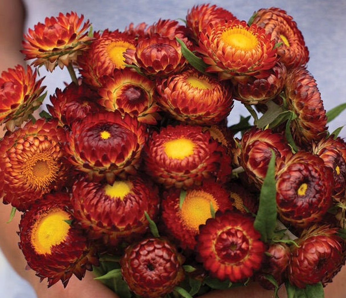 Strawflower Variety: Purple Red, Copper Red, Silvery Rose, Vintage ...