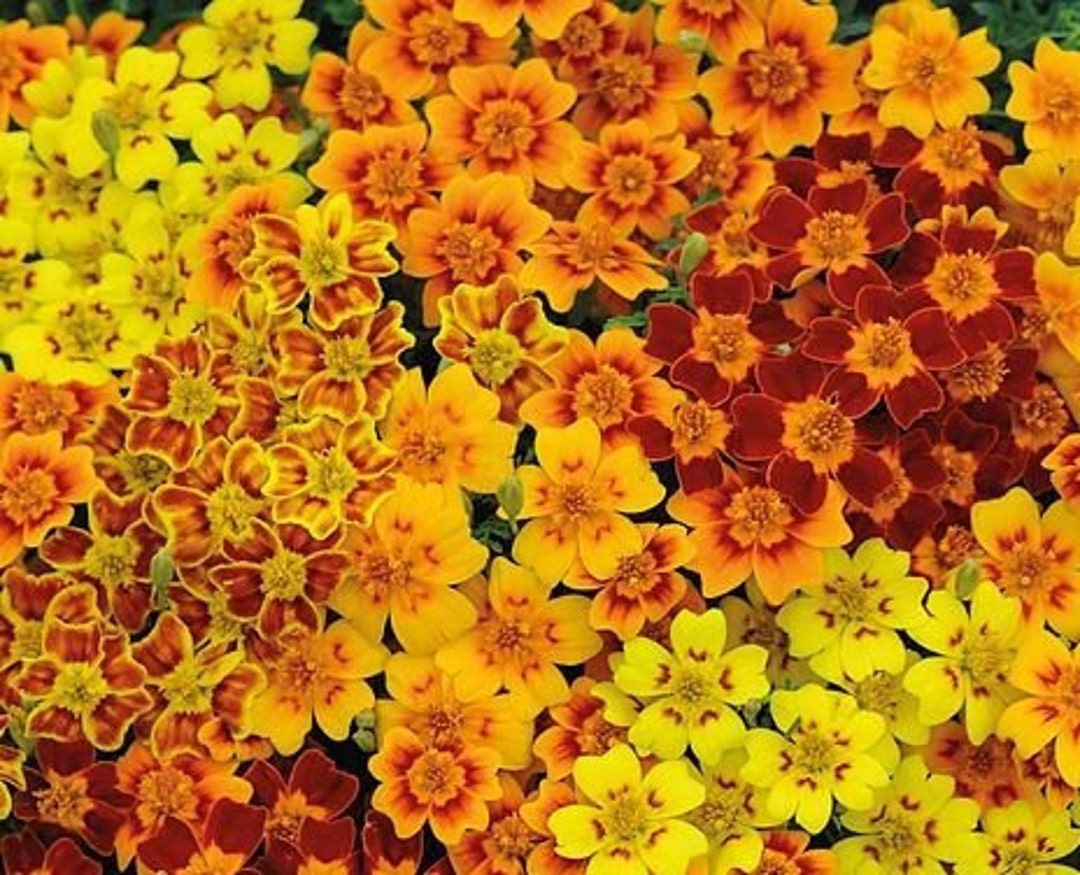 50+ Marigold Starfire Mix Seeds - Etsy