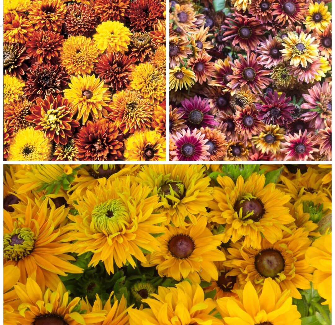 Rudbeckia Variety: Cherokee Sunset, Sahara, Gloriosa Double Daisy (25 ...