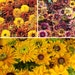 Rudbeckia Variety: Cherokee Sunset, Sahara, Gloriosa Double Daisy (25 ...