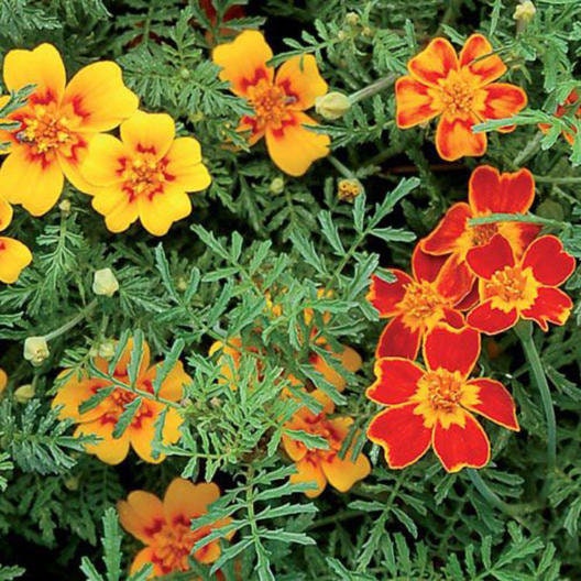 50+ Marigold Starfire Mix Seeds - Etsy