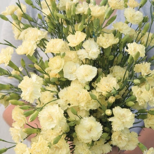 Carnation Chabaud Picotee Mix Flower Seeds dianthus - Etsy