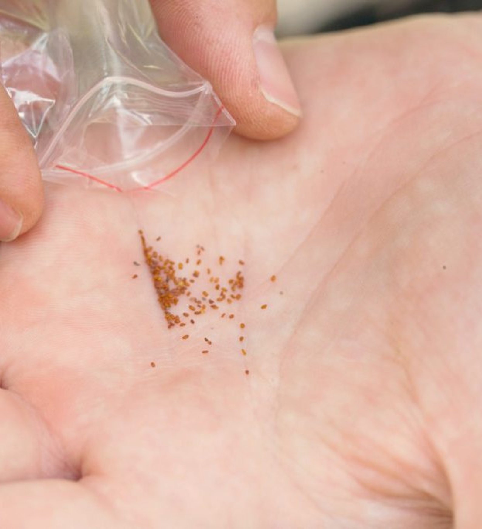 40 Sedum Emperor's Wave Seeds - Etsy