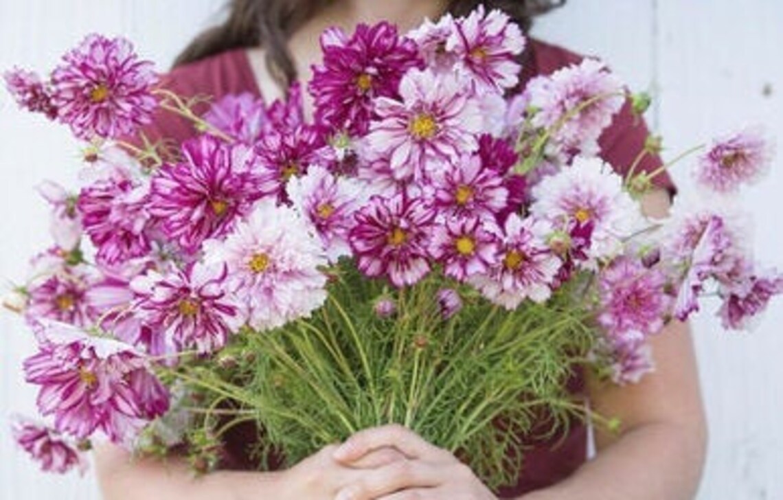 30 Cosmos Double Click Bi-color Violet Seeds - Etsy