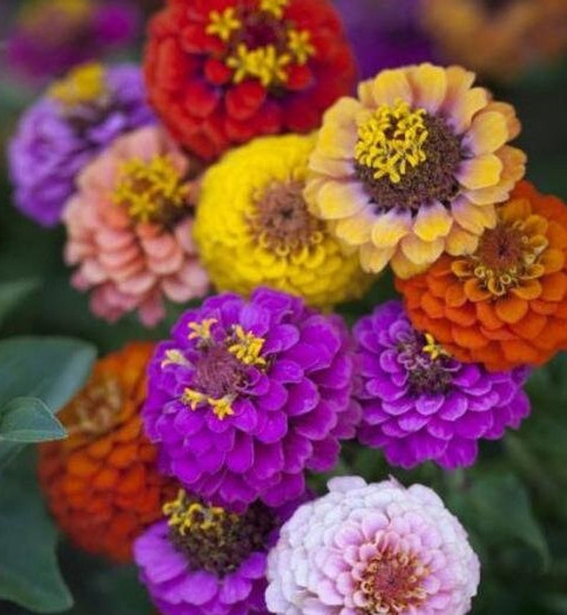 50 Zinnia Button Box Mix Seeds - Etsy
