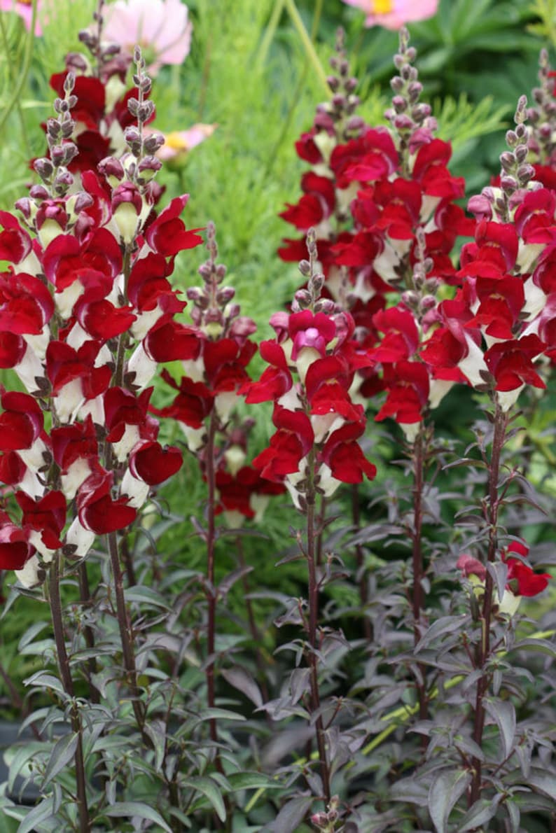 100+ Snapdragon Night and Day Seeds - Etsy