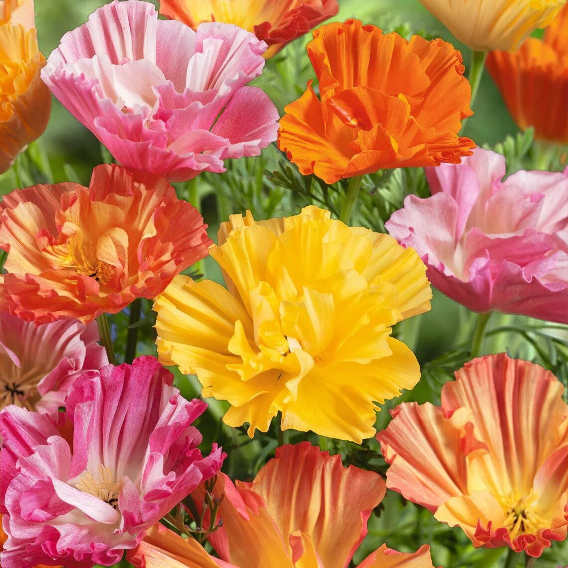 50+ California Poppy Jelly Beans Mix Seeds - Etsy