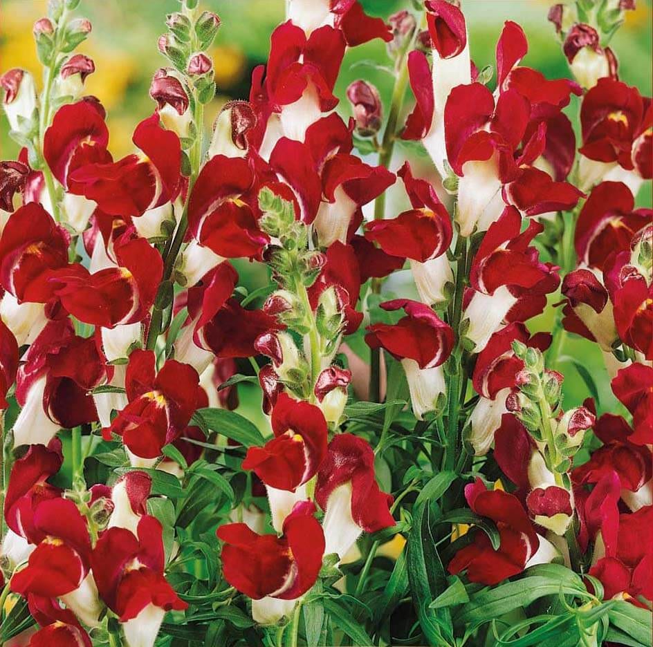 100+ Snapdragon Night and Day Seeds - Etsy