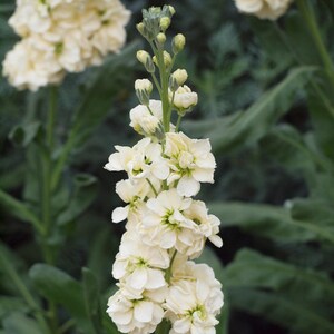 Katz Stock Seeds Variety: Cherry Blossom, Lavender Blue, Yellow ...