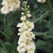 Katz Stock Seeds Variety: Cherry Blossom, Lavender Blue, Yellow ...