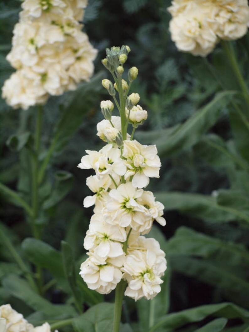 Katz Stock Seeds Variety: Cherry Blossom, Lavender Blue, Yellow ...