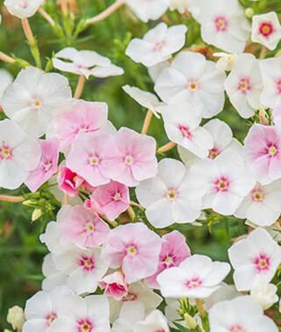 40 Phlox Blushing Bride Seeds | Etsy