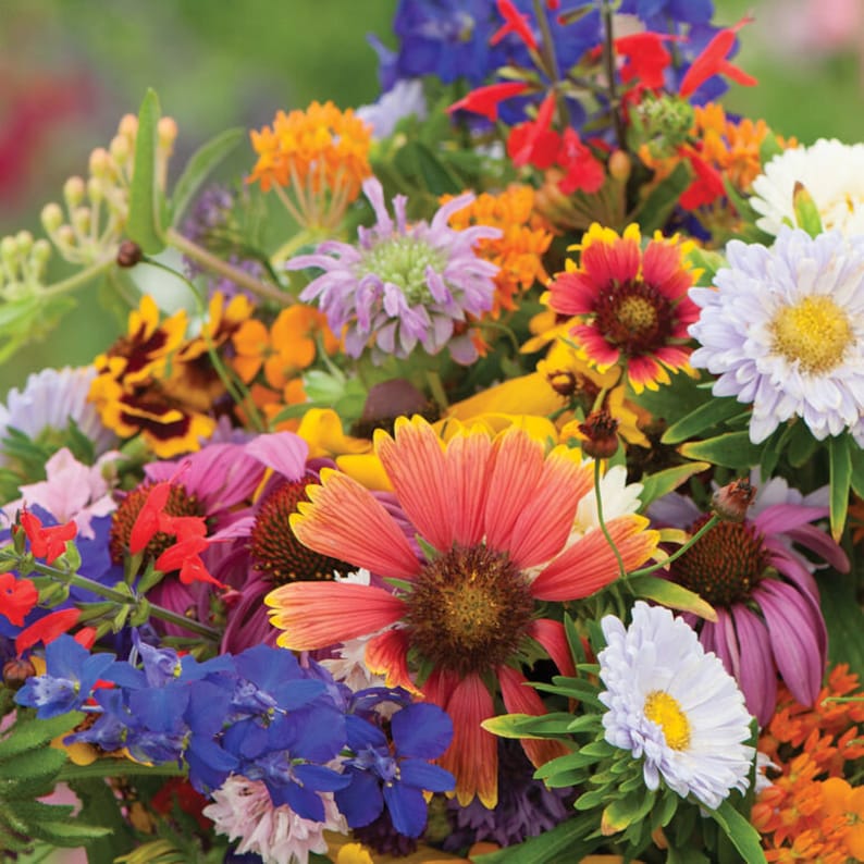 500+ Butterfly and Hummingbird Mix Flower Seeds - Etsy