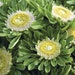 25 Aster Hulk Seeds - Etsy