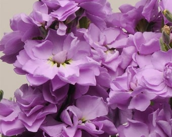 RARE Ghost Blue ROSE Flower Tree Bush 310 20 or 30 Seeds - Etsy