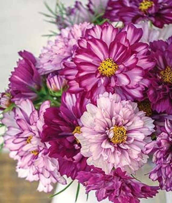 30 Cosmos Double Click Bi-color Violet Seeds - Etsy