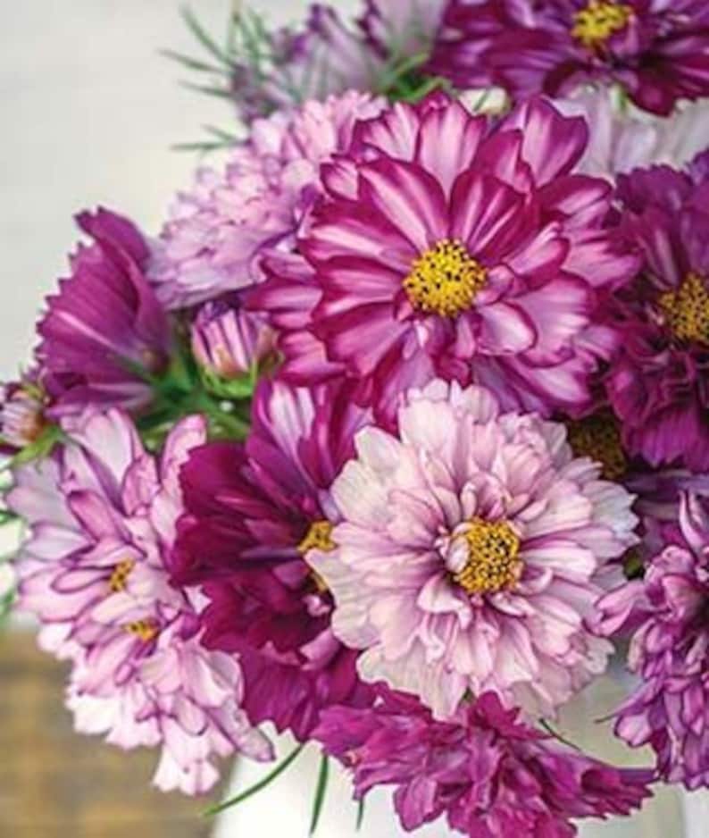 100 Cosmos Double Click Bicolor Violet Seeds - Etsy
