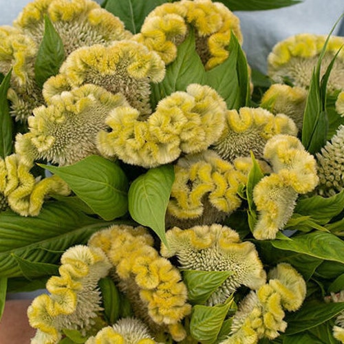 30 Celosia Cramers' Burgundy Seeds - Etsy