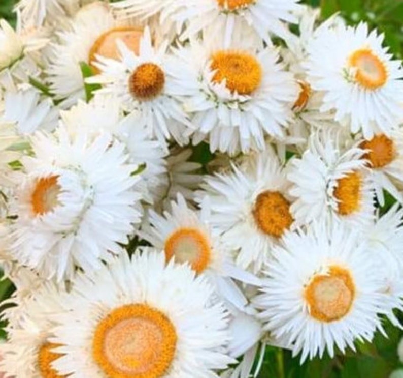 100+ Strawflower Vintage White Seeds - Etsy