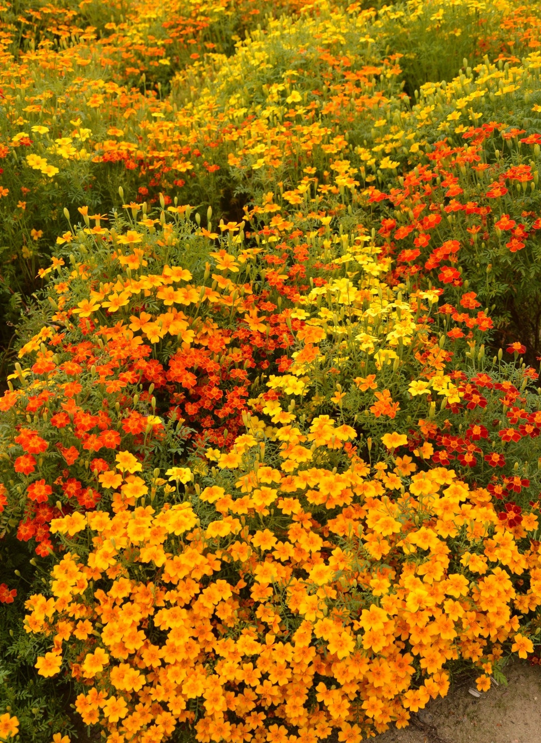 50 Marigold Starfire Mix Seeds - Etsy