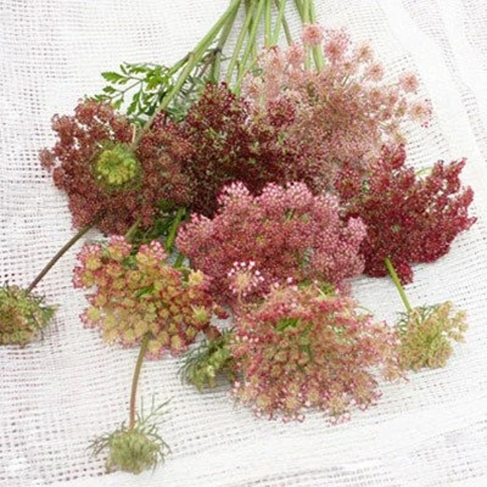 50+ Dara Daucus Queen Anne's Lace Seeds - Etsy