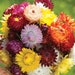Strawflower Variety: Sultane Mix, Apricot/peach, Purple-red, Silvery ...