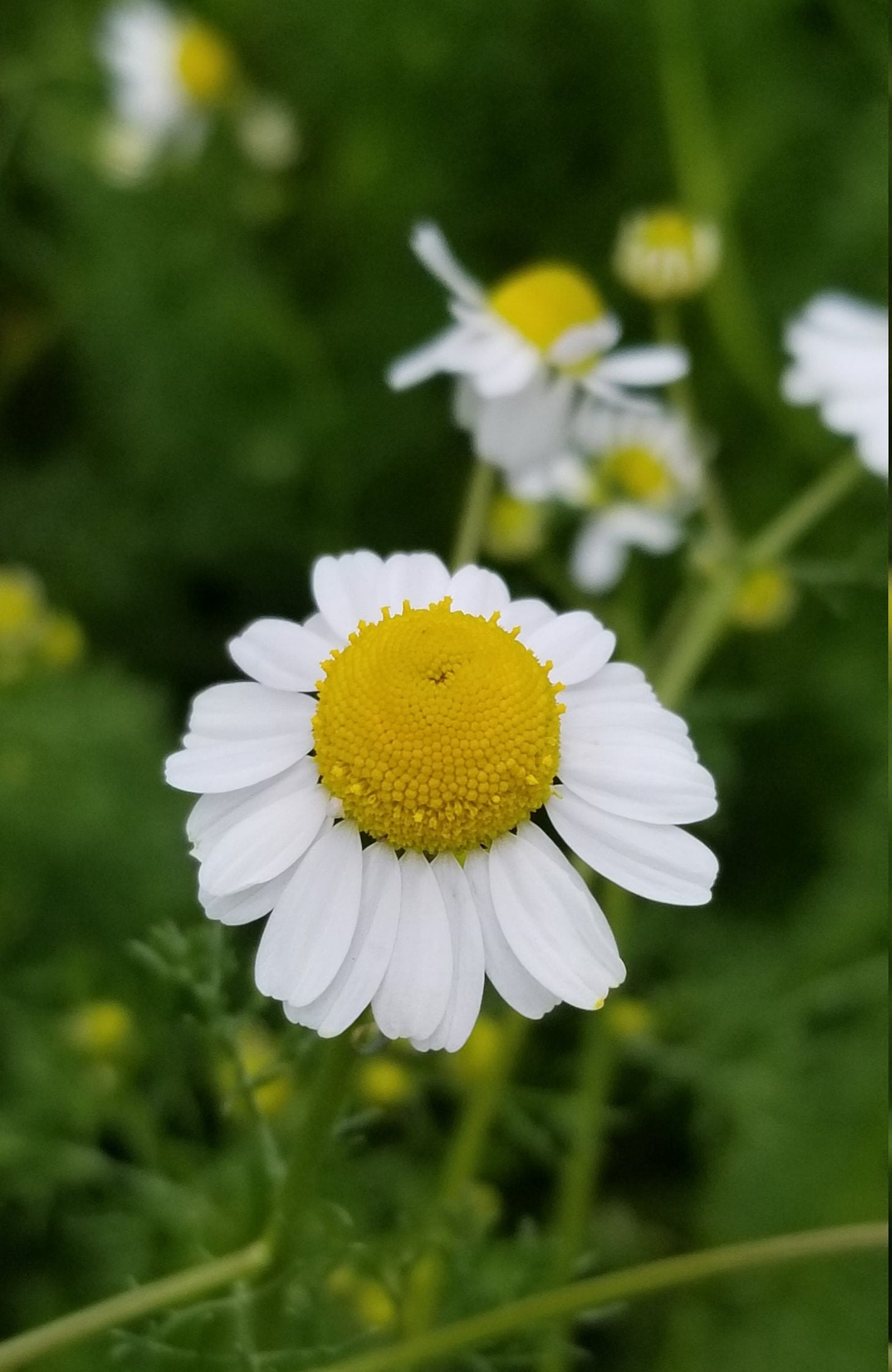 500 Common Chamomile Seeds - Etsy