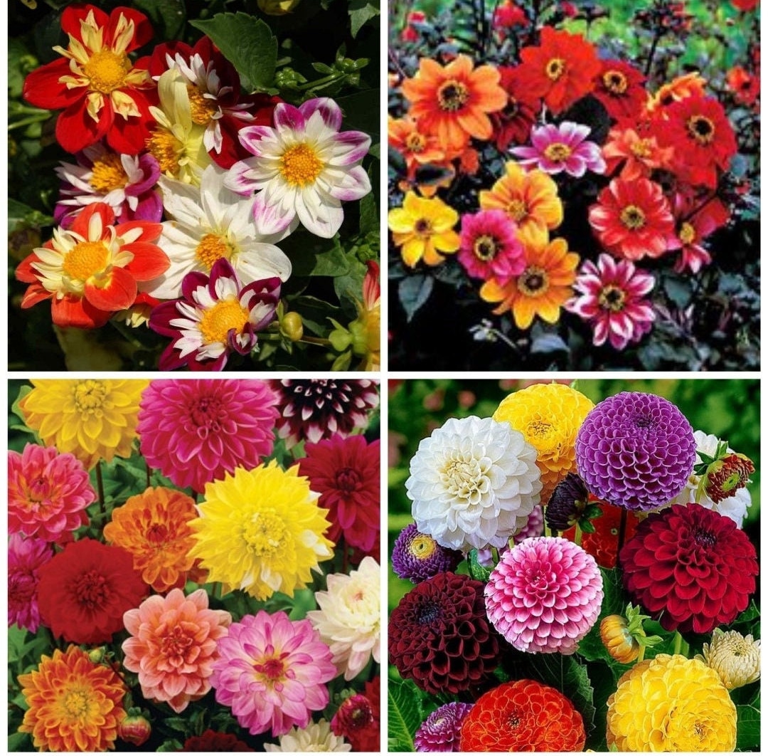 Dahlia Variety: Dandy Improved, Bishop's Child, Showtime/showpiece ...