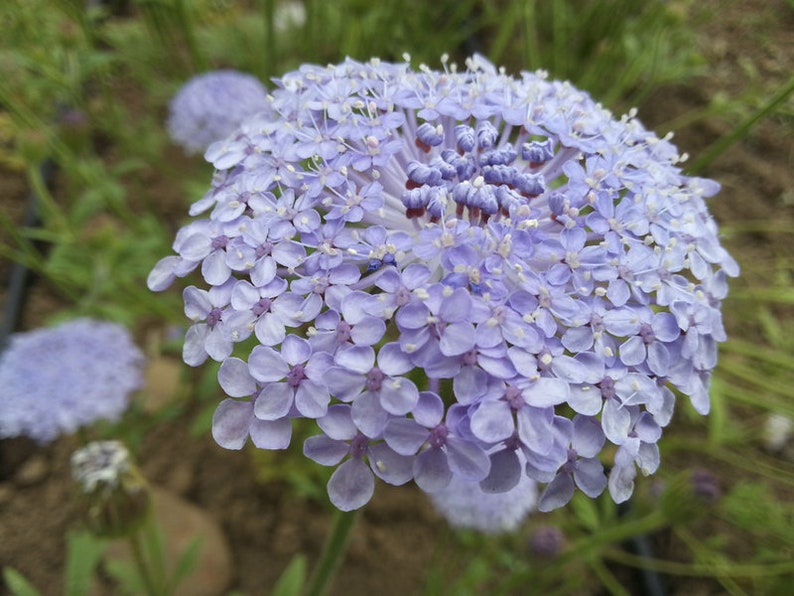 50 Didiscus Lacy Lavender Blue Seeds - Etsy