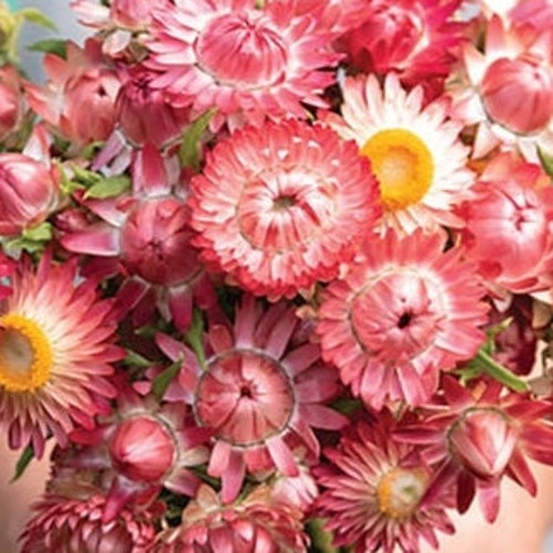 100 Strawflower Purple Red Seeds - Etsy