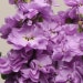 Katz Stock Seeds Variety: Cherry Blossom, Lavender Blue, Yellow ...