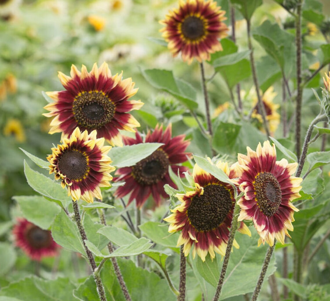 Sunflower Variety: Florenza, Valentine, Sonja (25 Seeds of Each ×3) - Etsy
