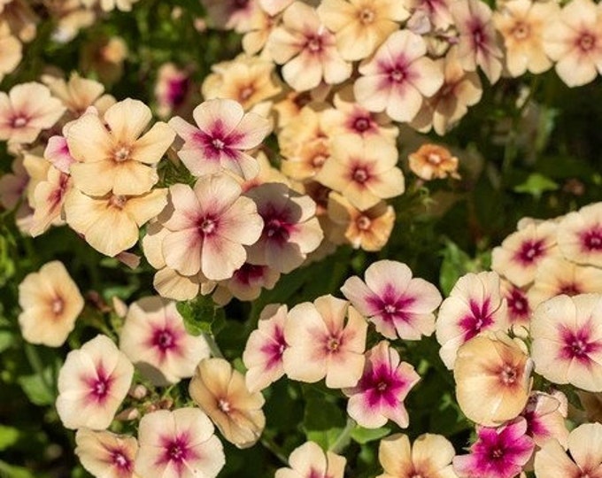 40 Phlox Cherry Caramel Seeds - Etsy
