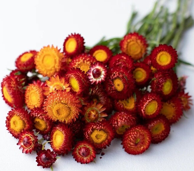 100 Strawflower Copper Red Seeds - Etsy
