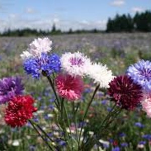 Bachelors Button Variety: Classic Magic Mix, Black Button, Traditional ...